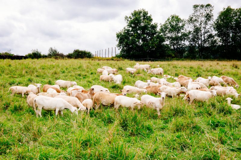 Deadly Pastures – Shelterbelt Farm